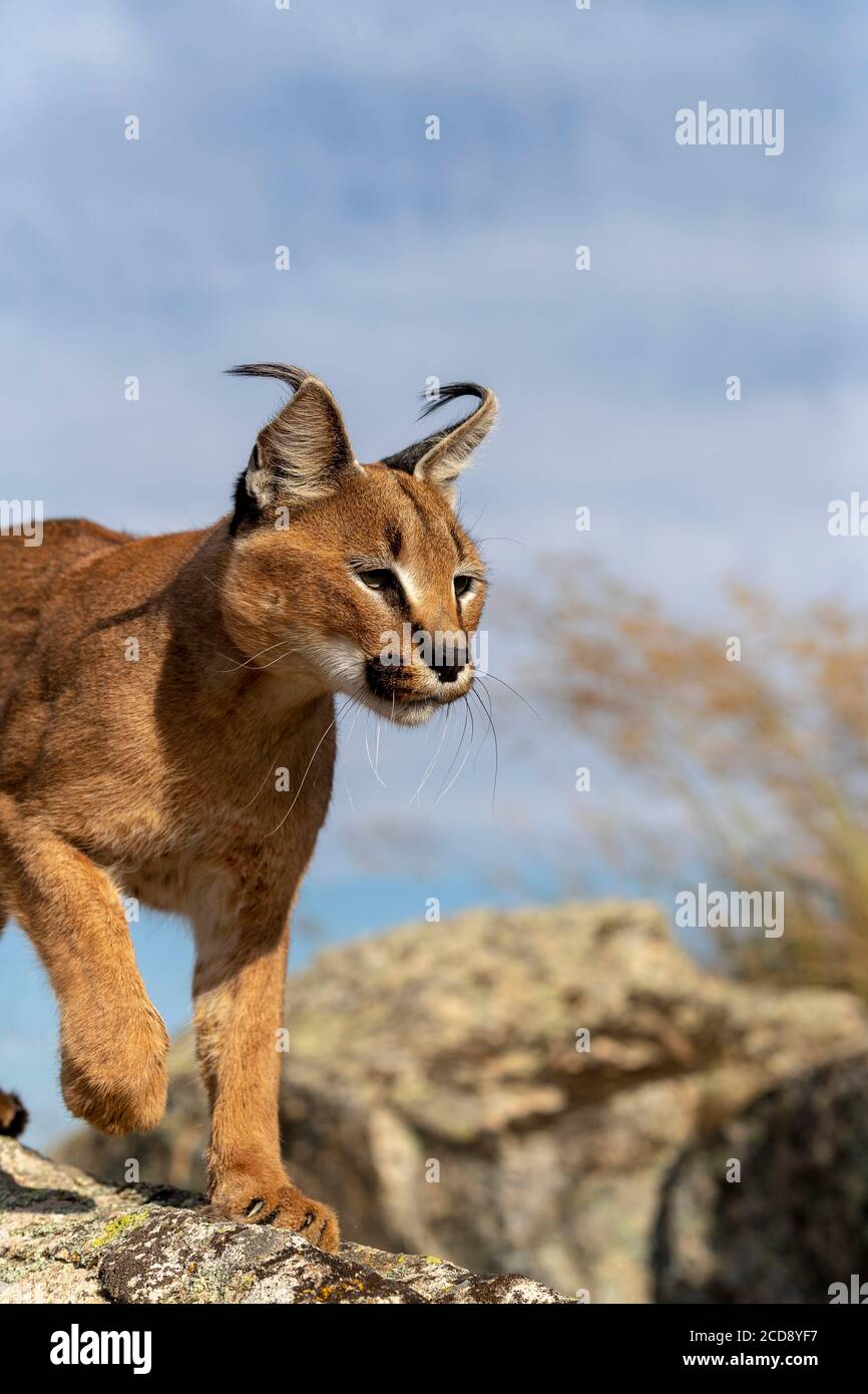 Caracal (Caracal caracal) , Occurs in Africa and Asia, Adult animal ...