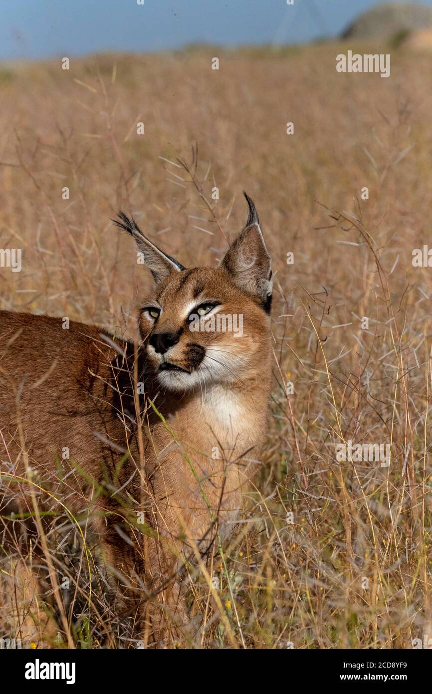 Caracal (Caracal caracal) , Occurs in Africa and Asia, Adult animal ...