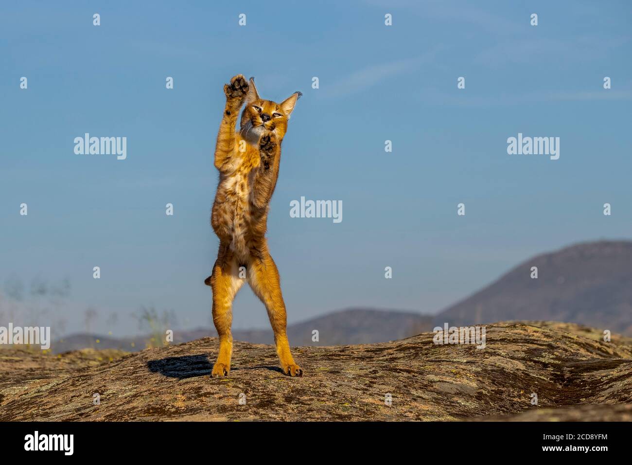 Caracal (Caracal caracal) , Occurs in Africa and Asia, Adult animal ...
