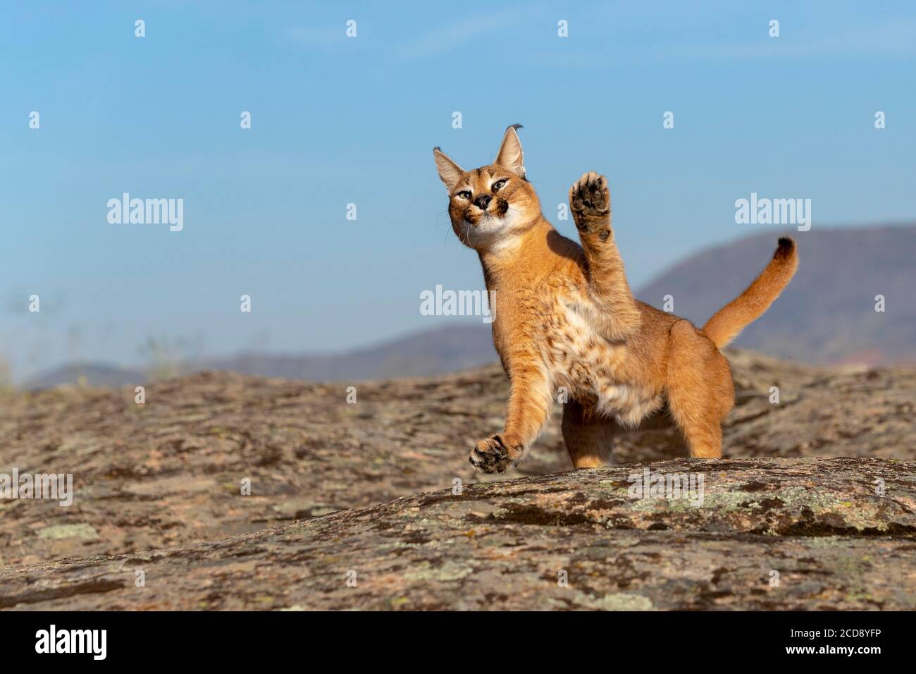 Caracal caracal jumping hi-res stock photography and images - Alamy