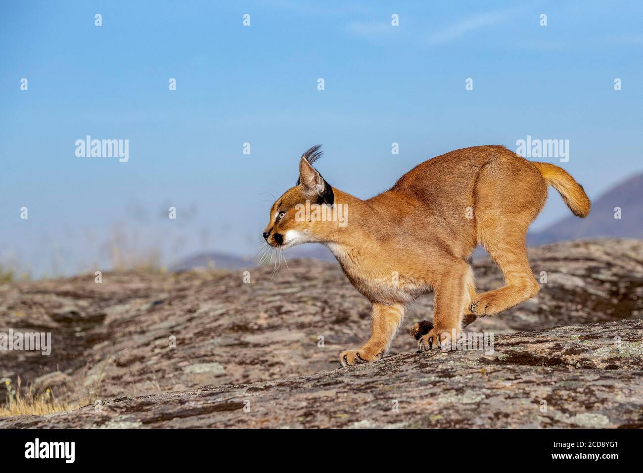 Caracal (Caracal caracal) , Occurs in Africa and Asia, Adult animal ...