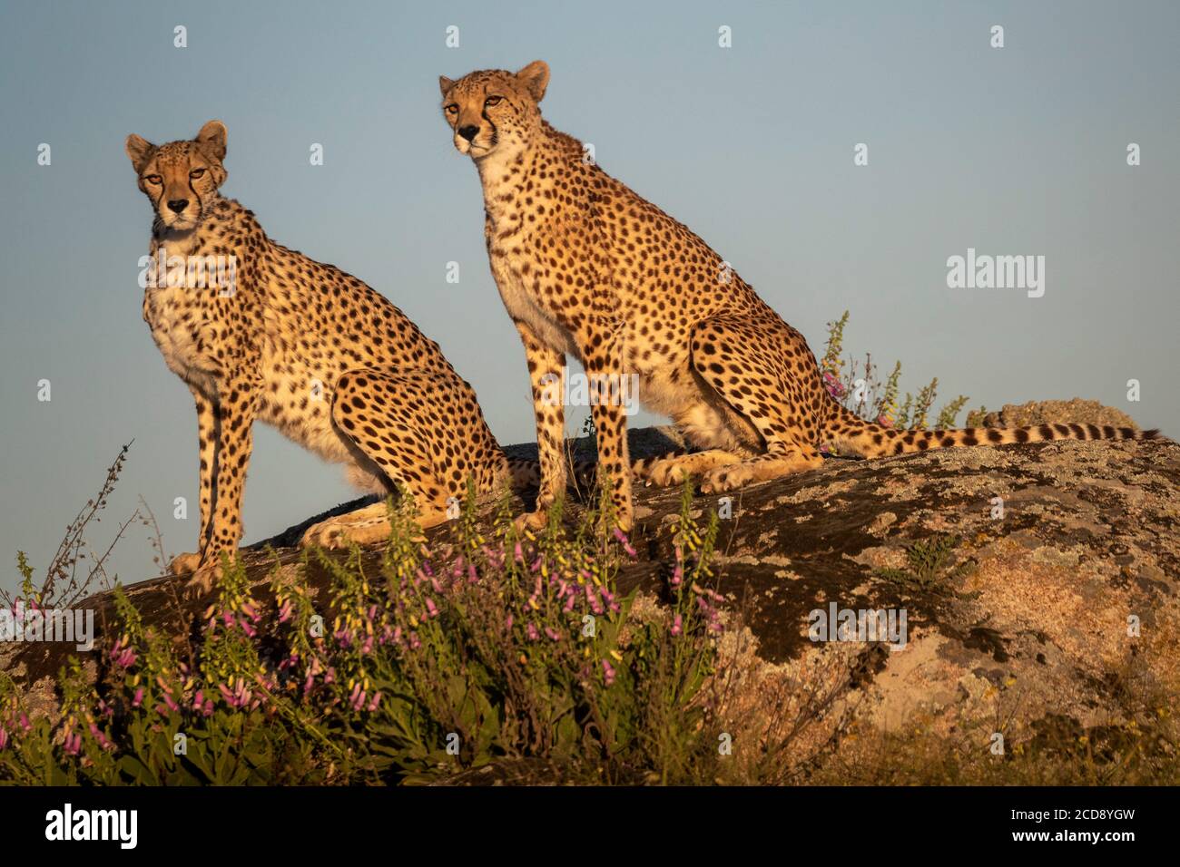 Cheetah (Acinonyx jubatus), occurs in Africa, two adults on rocks ...