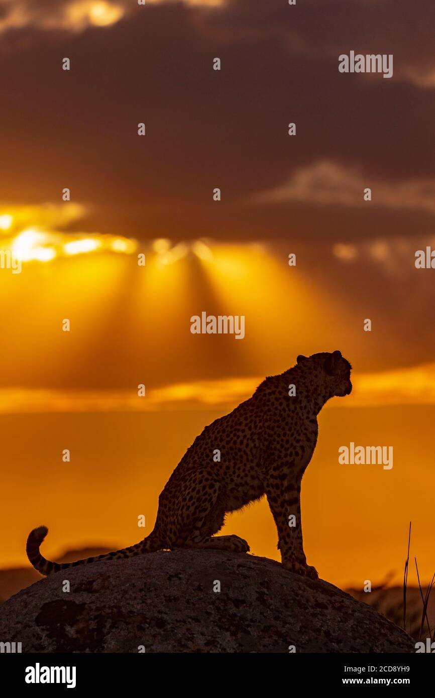 Cheetah (Acinonyx jubatus), occurs in Africa, adult at sunset, captive ...