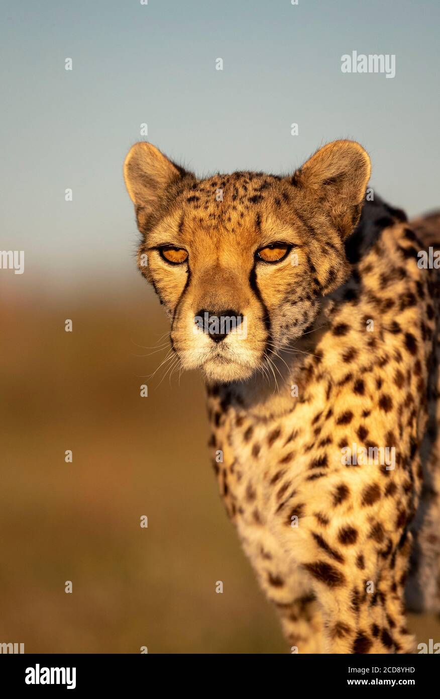 Cheetah portrait vertical hi-res stock photography and images - Alamy