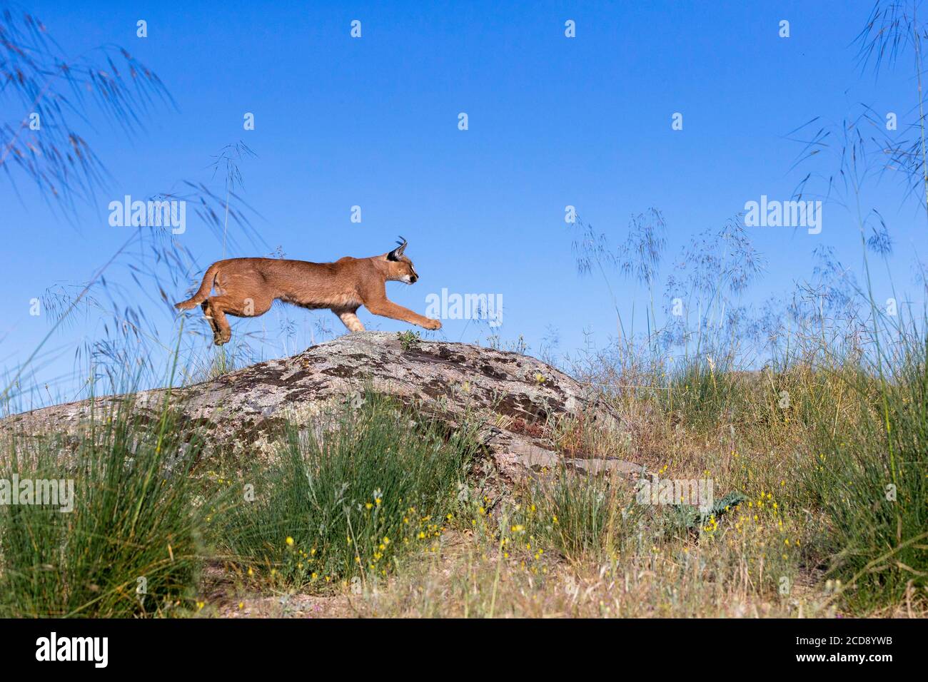 Caracal (Caracal caracal) , Occurs in Africa and Asia, Adult animal ...