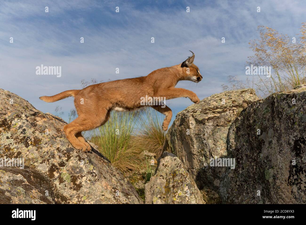 Caracal (Caracal caracal) , Occurs in Africa and Asia, Adult animal ...