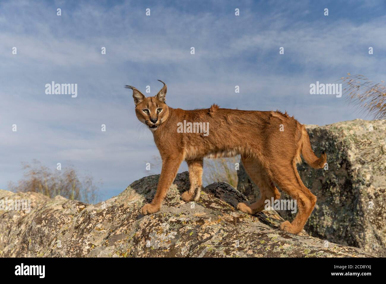 Caracal (Caracal caracal) , Occurs in Africa and Asia, Adult animal ...