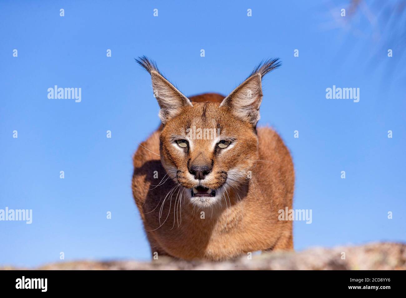 Caracal (Caracal caracal) , Occurs in Africa and Asia, Adult animal ...