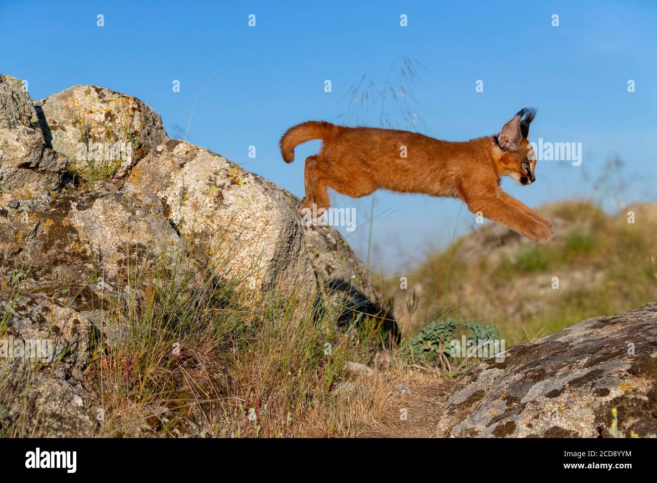 Caracal (Caracal caracal) , Occurs in Africa and Asia, Young animal 9 ...