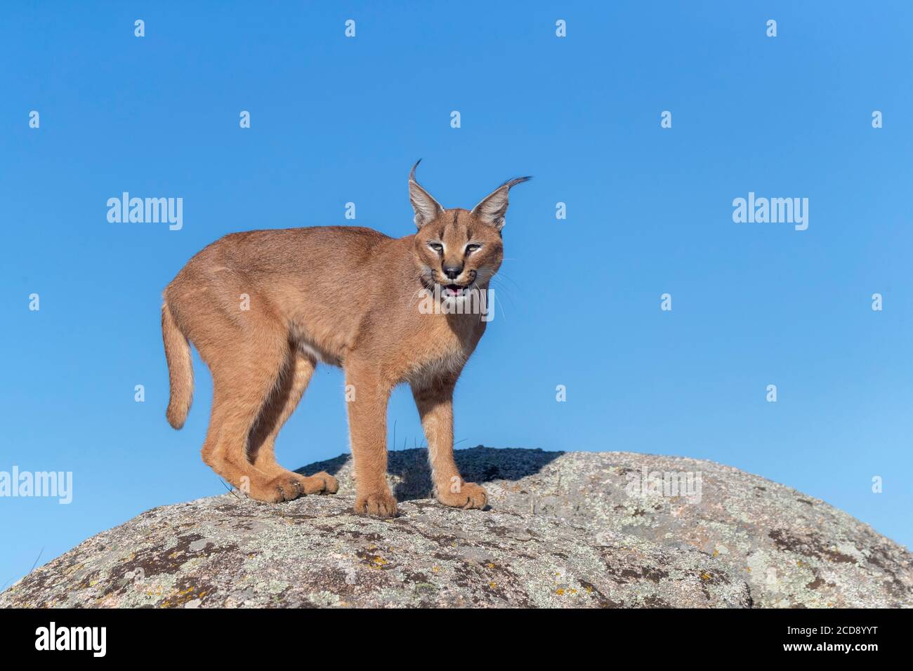 Caracal (Caracal caracal) , Occurs in Africa and Asia, Adult animal ...