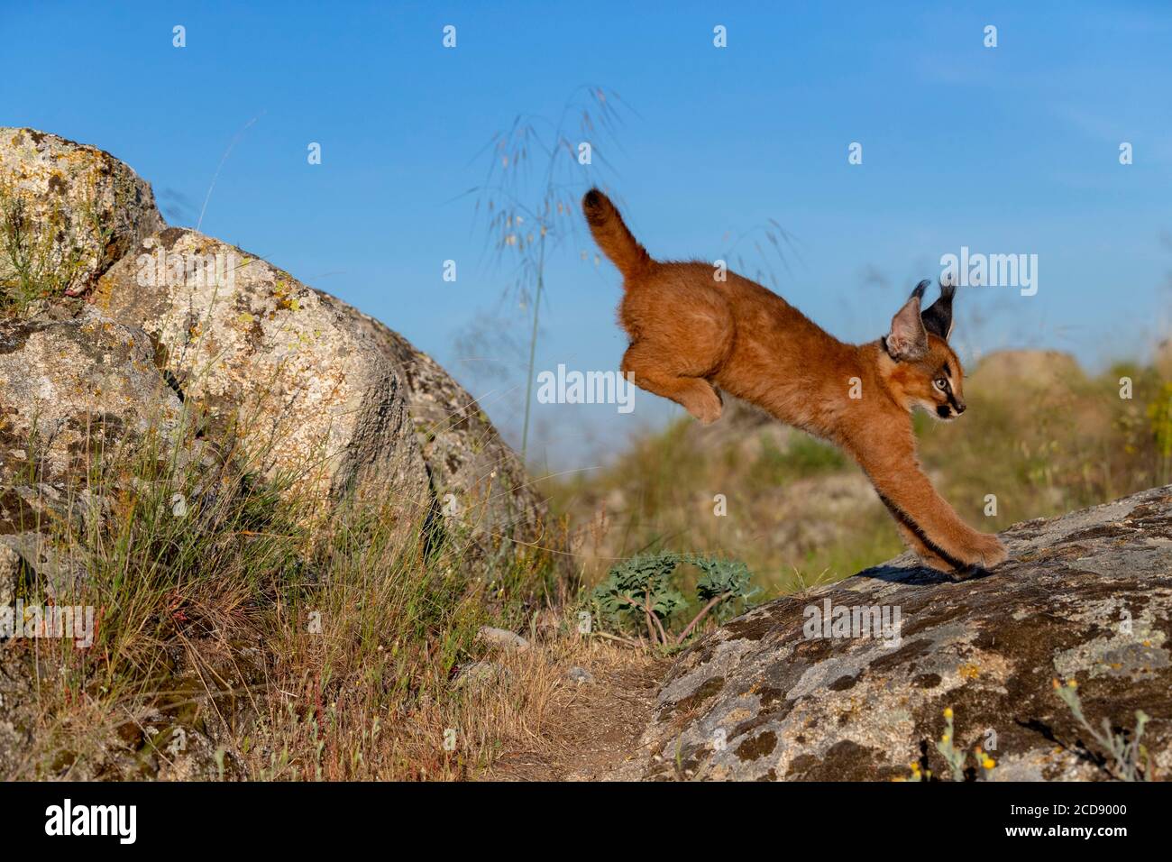 Caracal (Caracal caracal) , Occurs in Africa and Asia, Young animal 9 ...