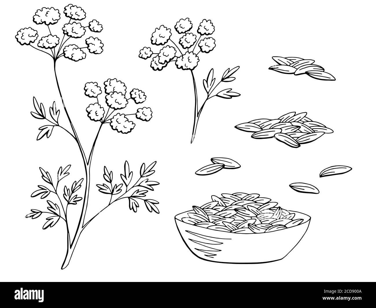 Black cumin flower Stock Vector Images - Alamy