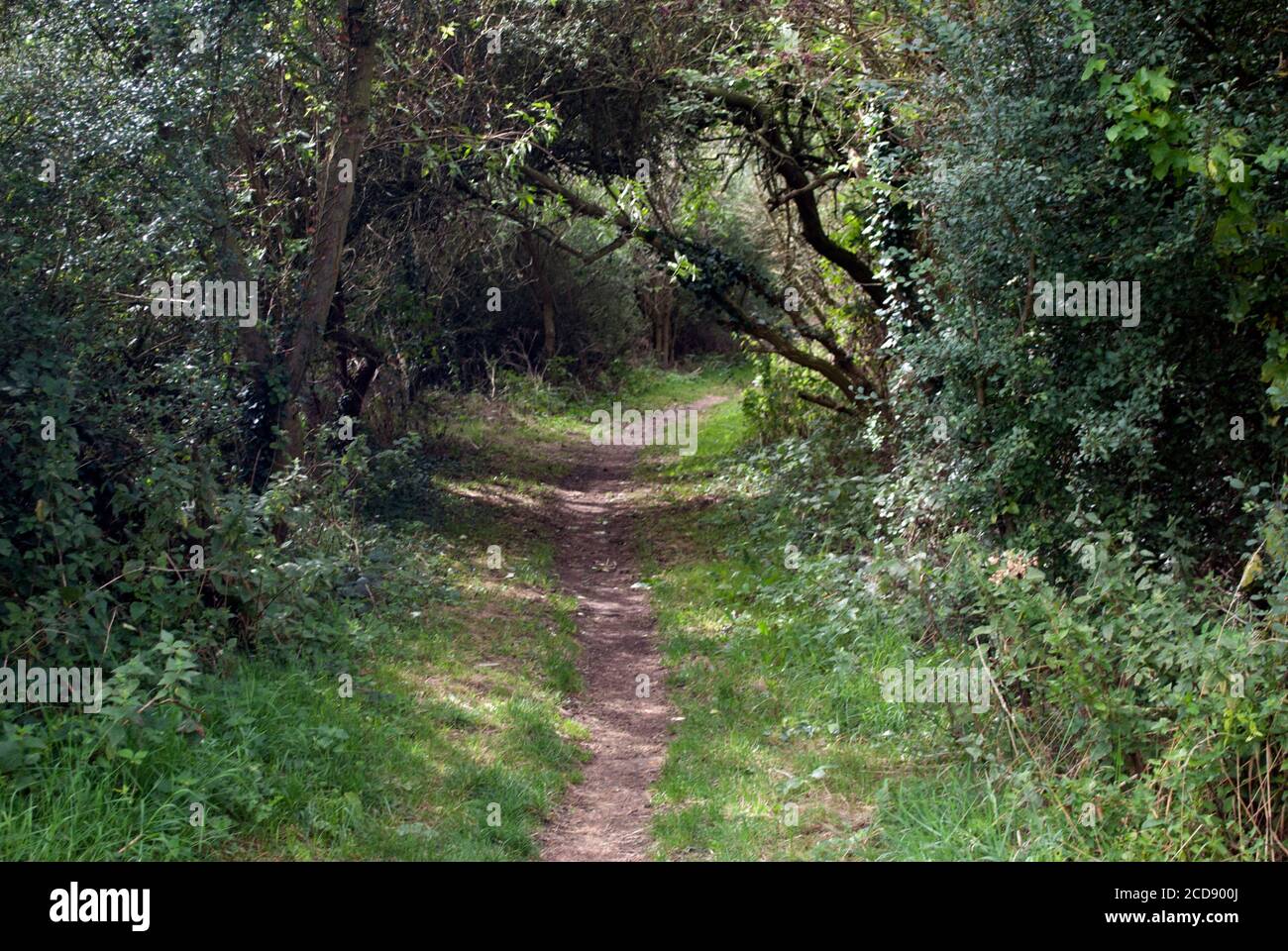 Overhanging hedge hi-res stock photography and images - Alamy