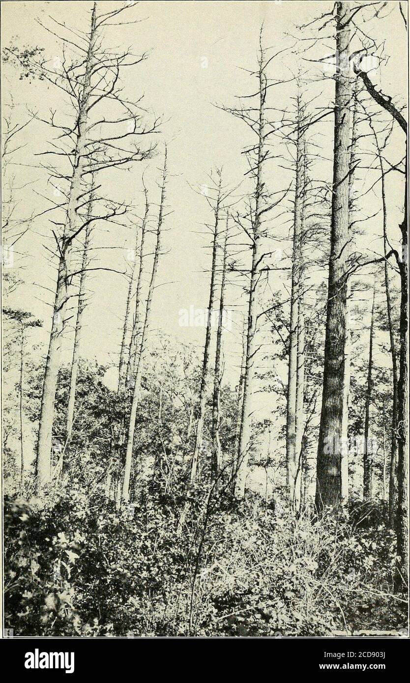 Sapwood Decay High Resolution Stock Photography and Images - Alamy