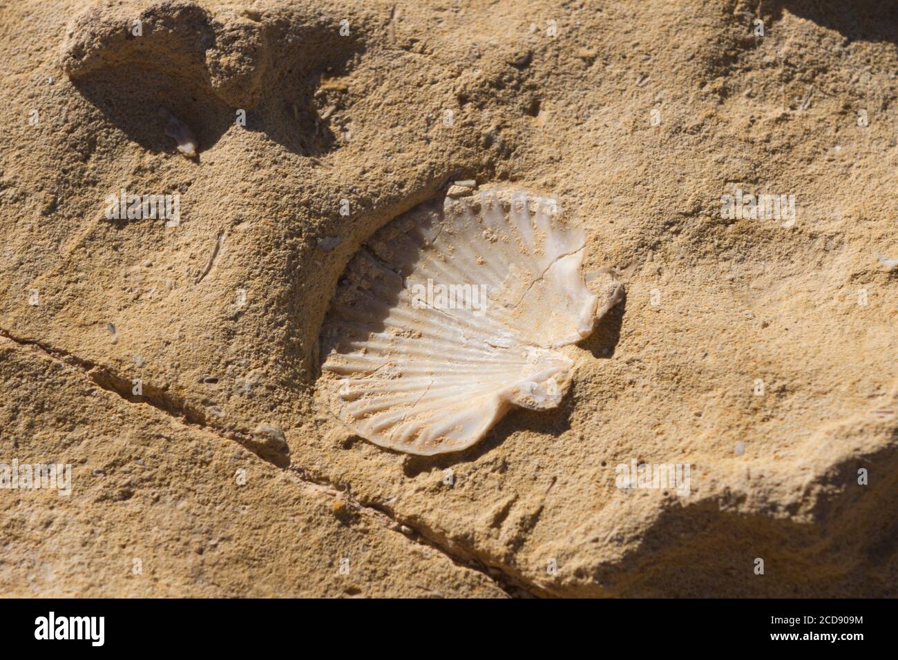 Fossil shell embedded in stone on Gozo Island, Malta Stock Photo - Alamy