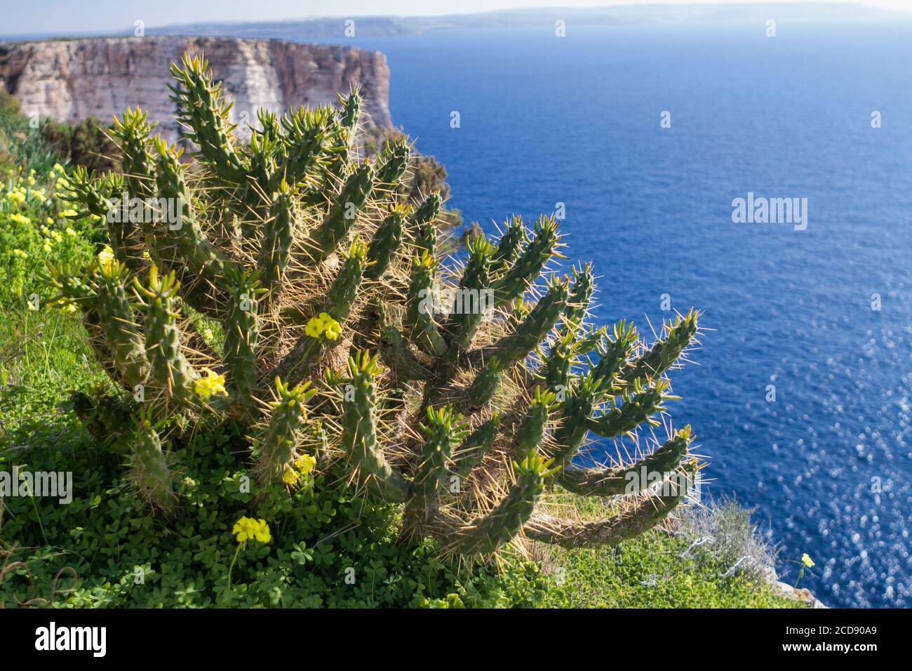 Mediterranean vegetation on limestone cliffs on Gozo Island, Malta ...