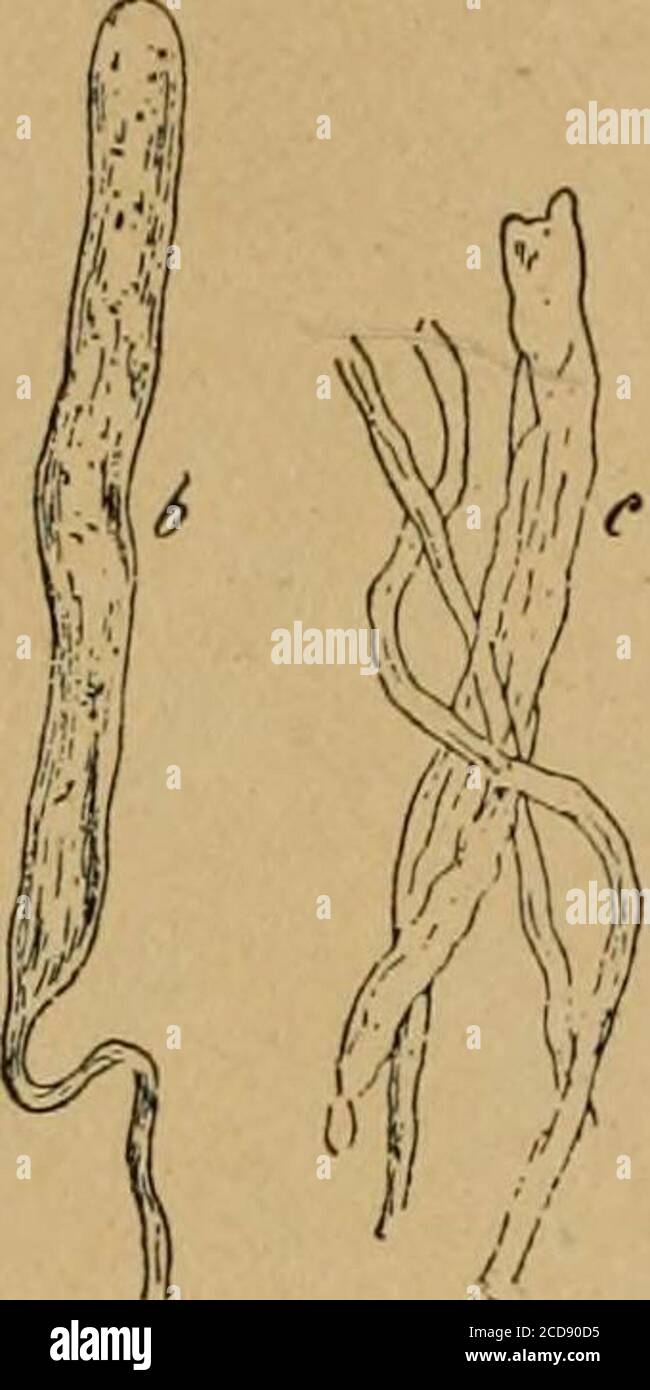 . The examination of the urine of the horse and man . a close ...