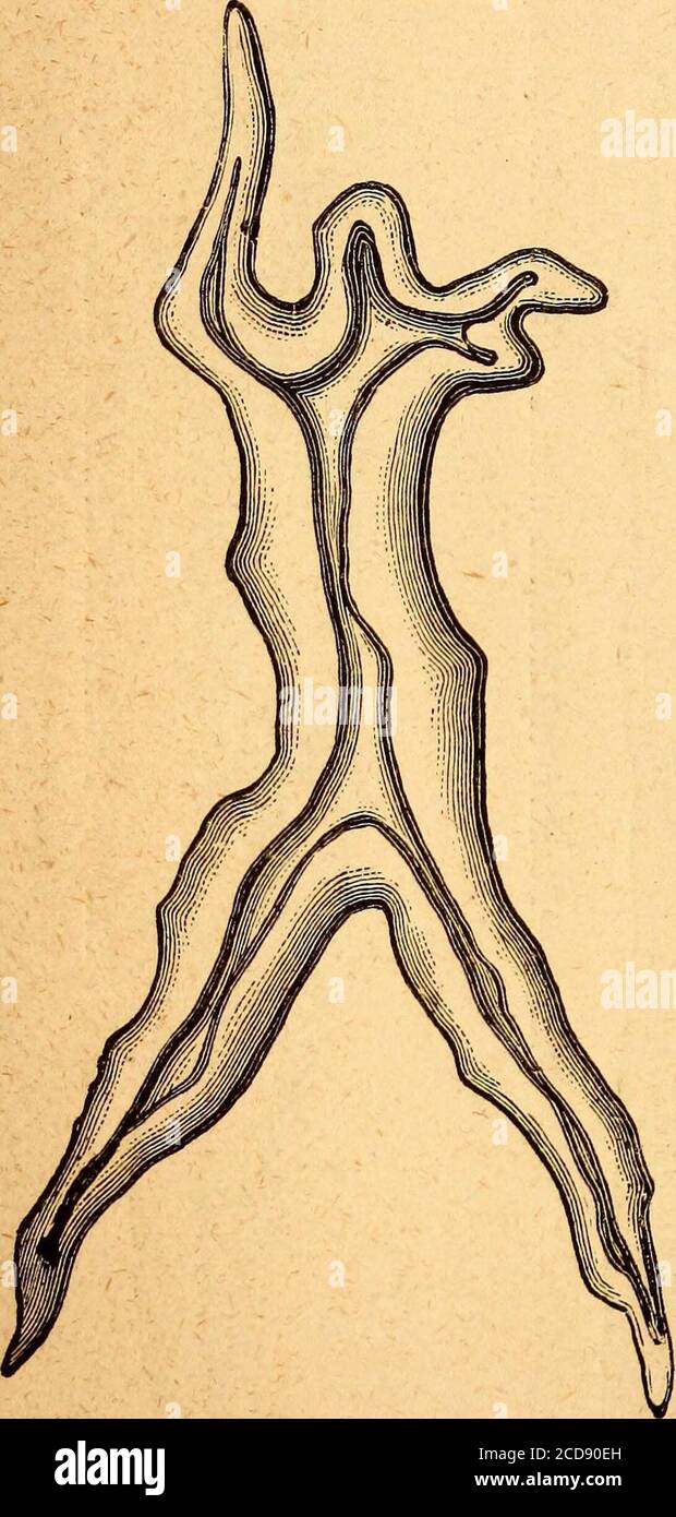 . Text-book of structural and physiological botany . Fig. i6 ...