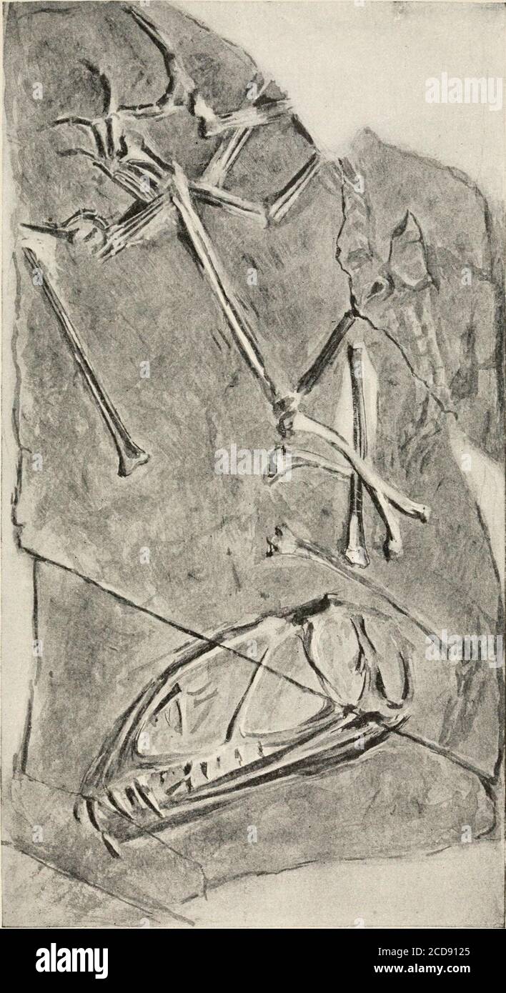 Petrifaction Fossils