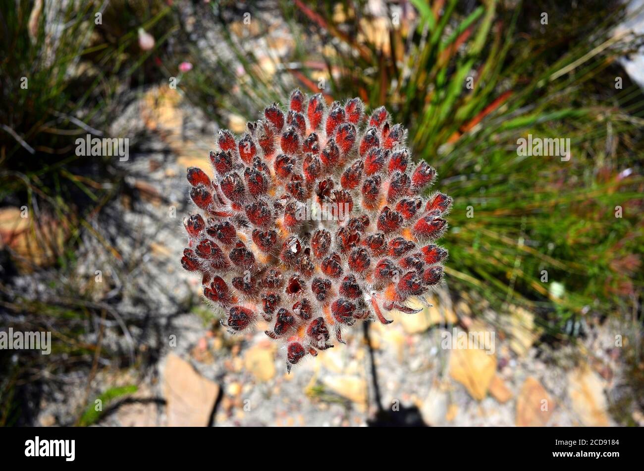 Cape fynbos hi-res stock photography and images - Alamy