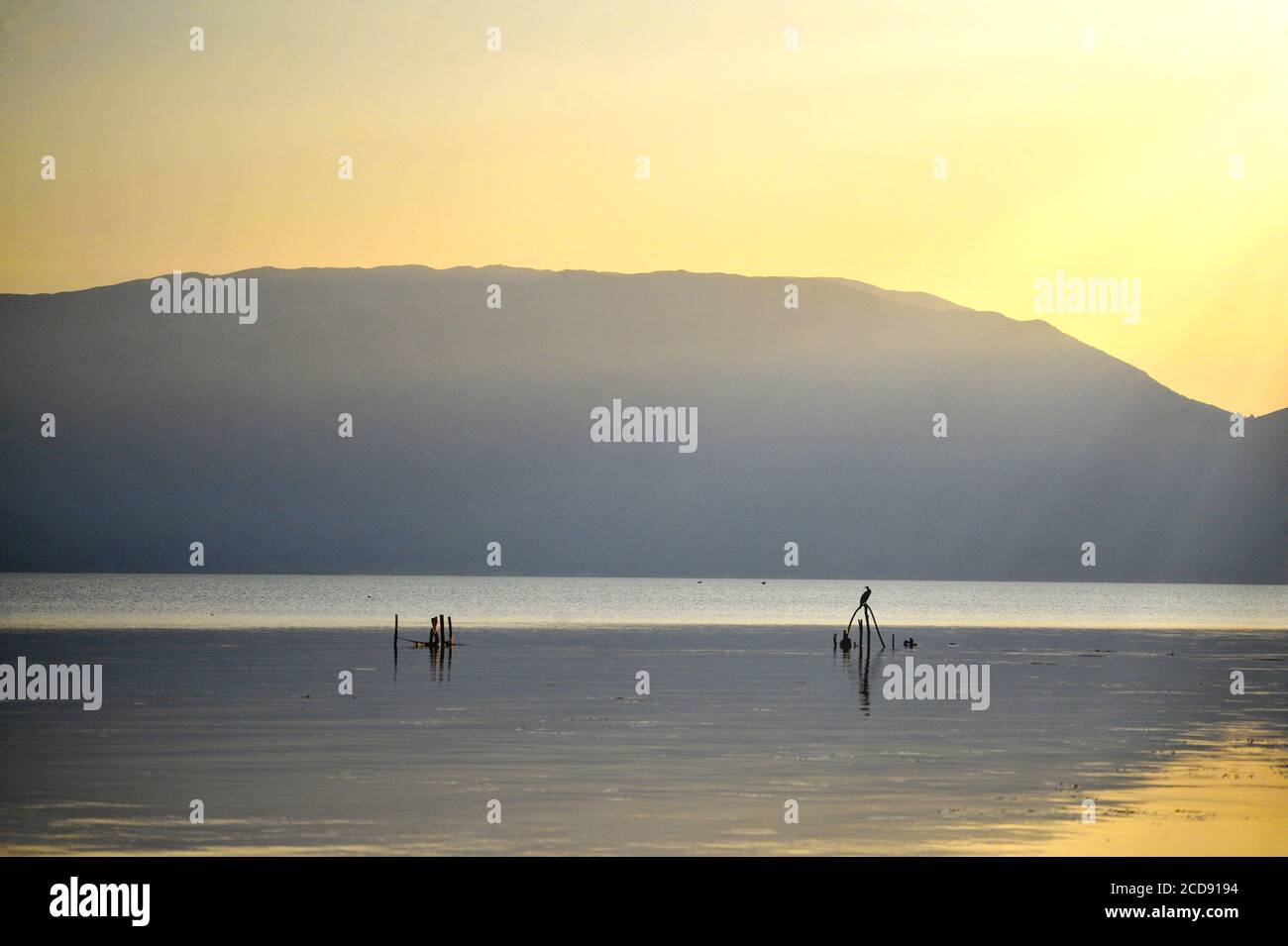 picture of a Cormorant birds in lake prespa, macedonia Stock Photo - Alamy