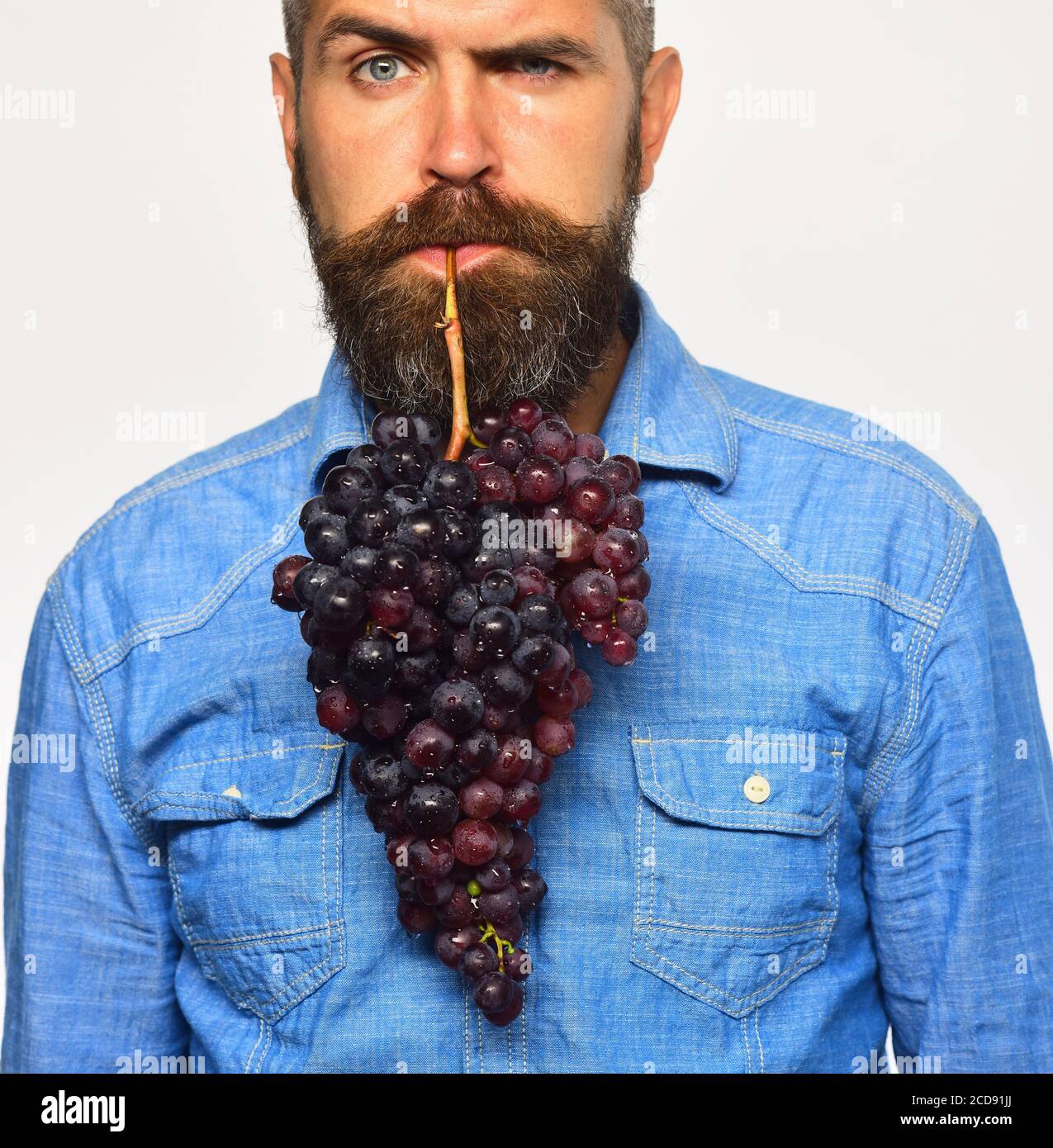 Winegrower with confused face holds cluster of grapes in mouth. Man ...