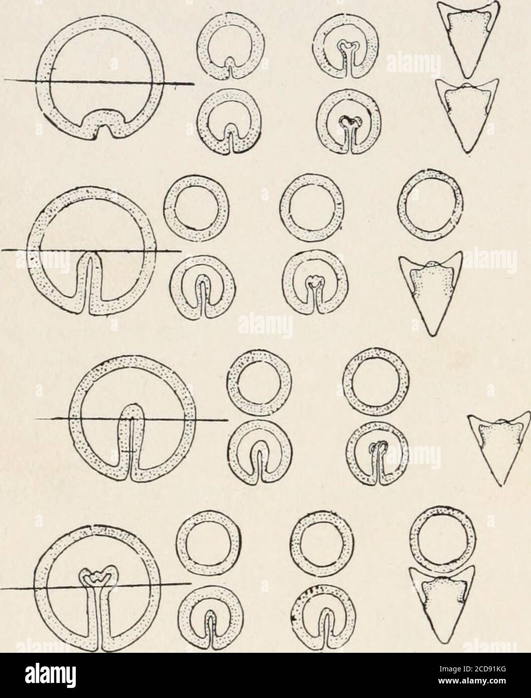 Evolution e type hi-res stock photography and images - Alamy