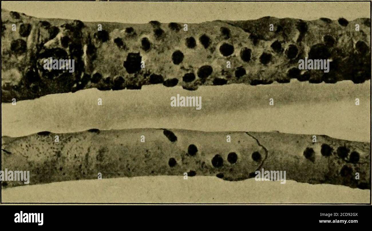 Phyllachora hi-res stock photography and images - Alamy