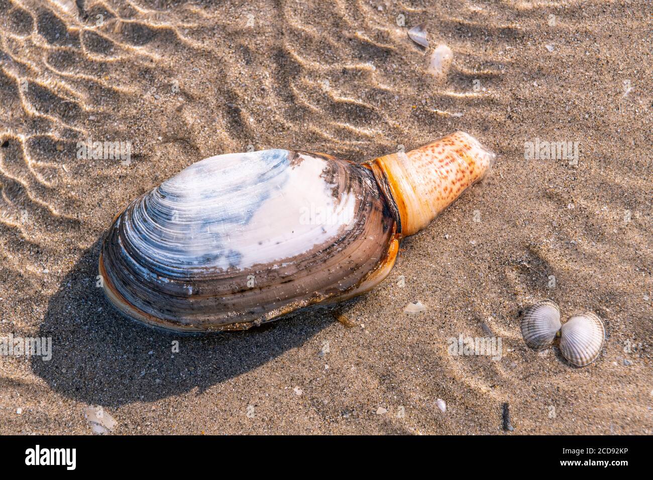 Clam beach hi-res stock photography and images - Alamy