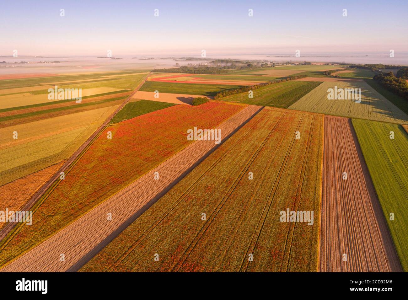 France, Somme, Bay of the Somme, Saint-Valery-sur-Somme, The fields of ...
