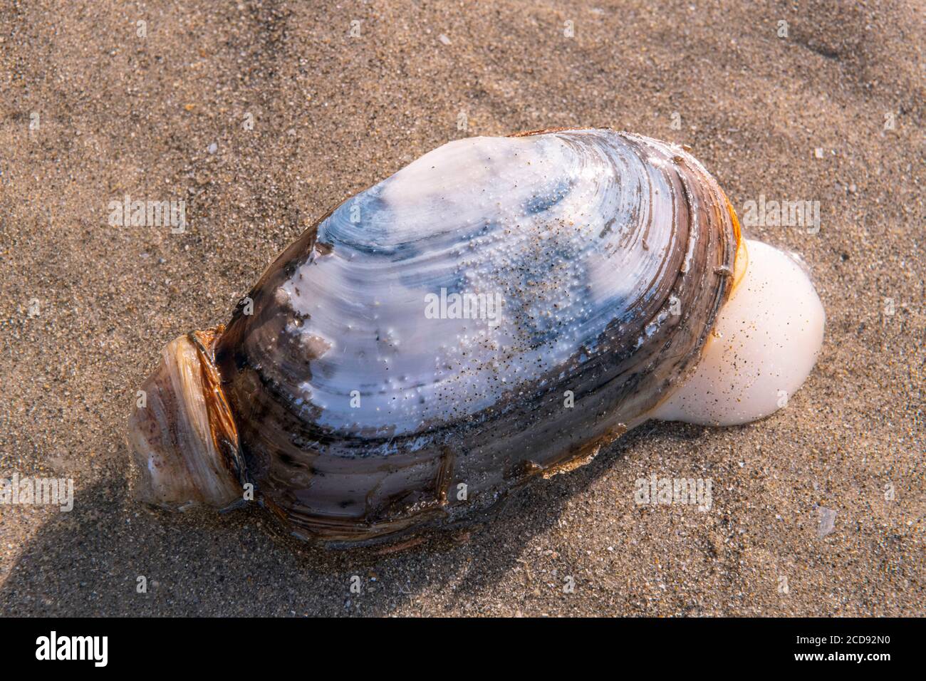 Clam beach hi-res stock photography and images - Alamy