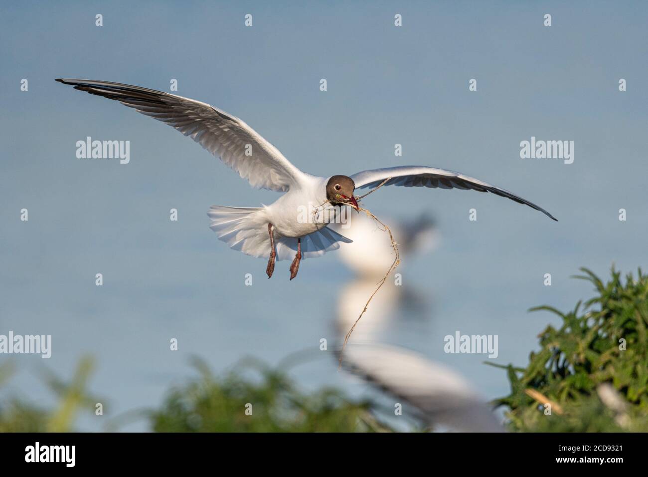 France, Somme, Bay of the Somme, Crotoy Marsh, Le Crotoy, every year a ...