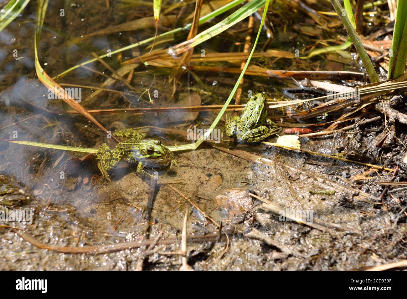 Mud puddle frog hi-res stock photography and images - Alamy