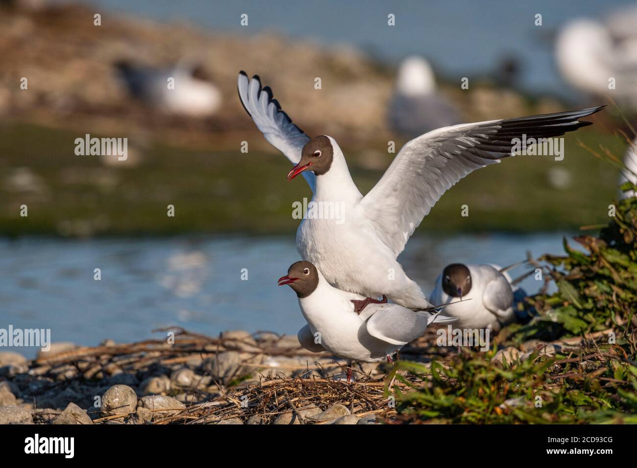France, Somme, Baie de Somme, Crotoy Marsh, Le Crotoy, every year a ...