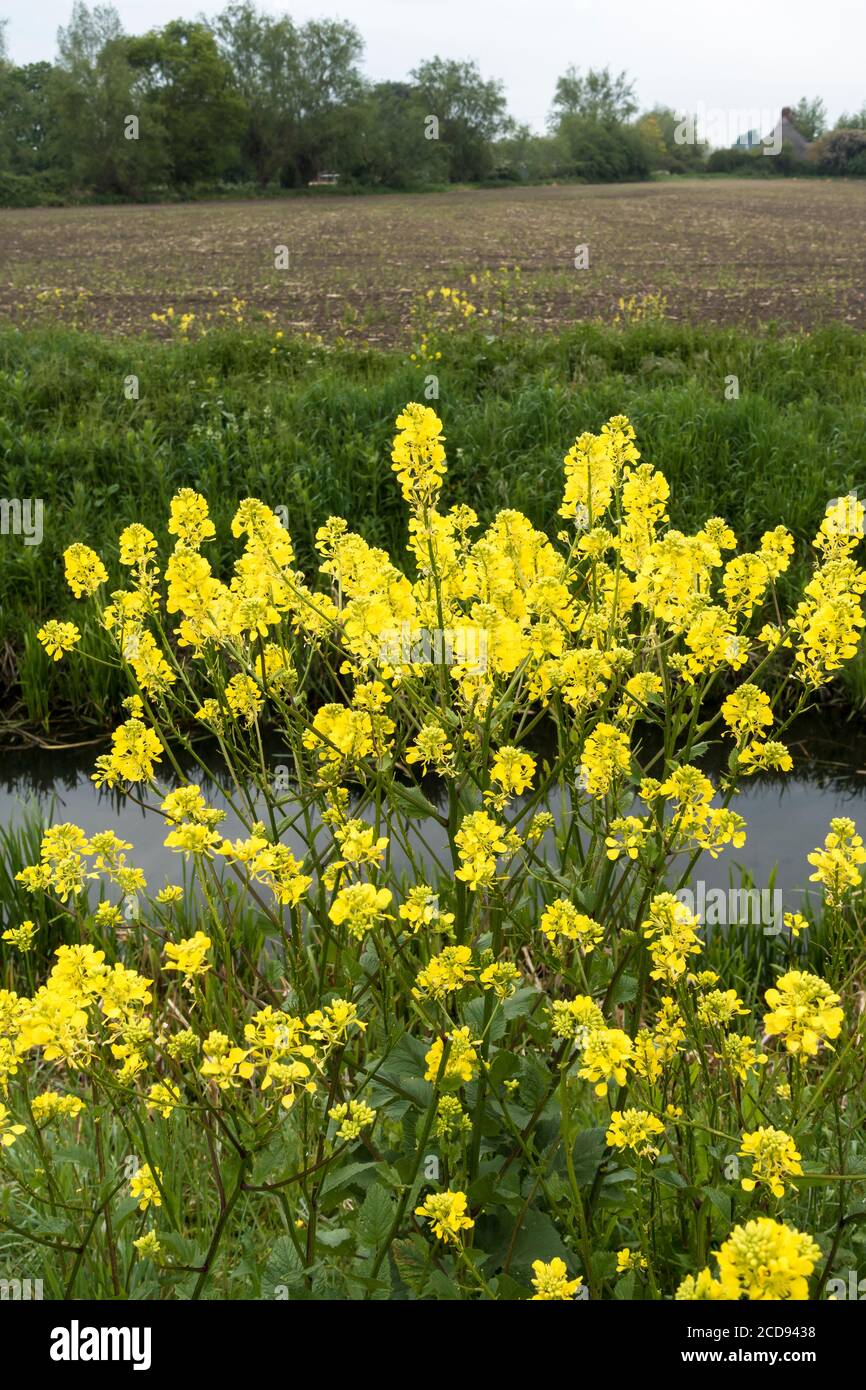 Flower seed pods hi-res stock photography and images - Alamy