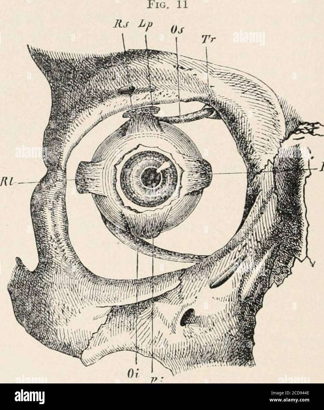 . A treatise on diseases of the eye . and vein. The anterior foramen ...