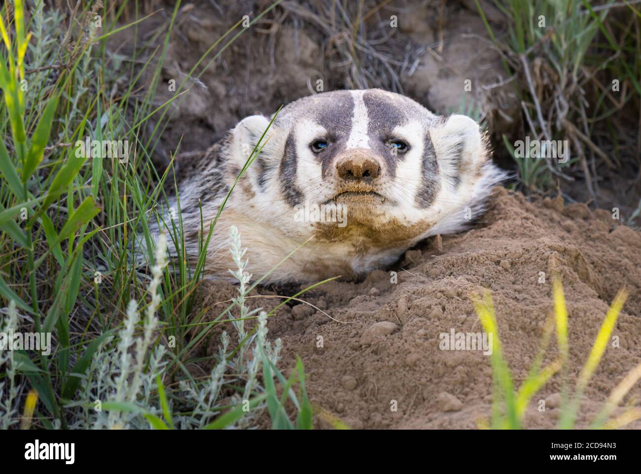 Badger in the wild Stock Photo - Alamy