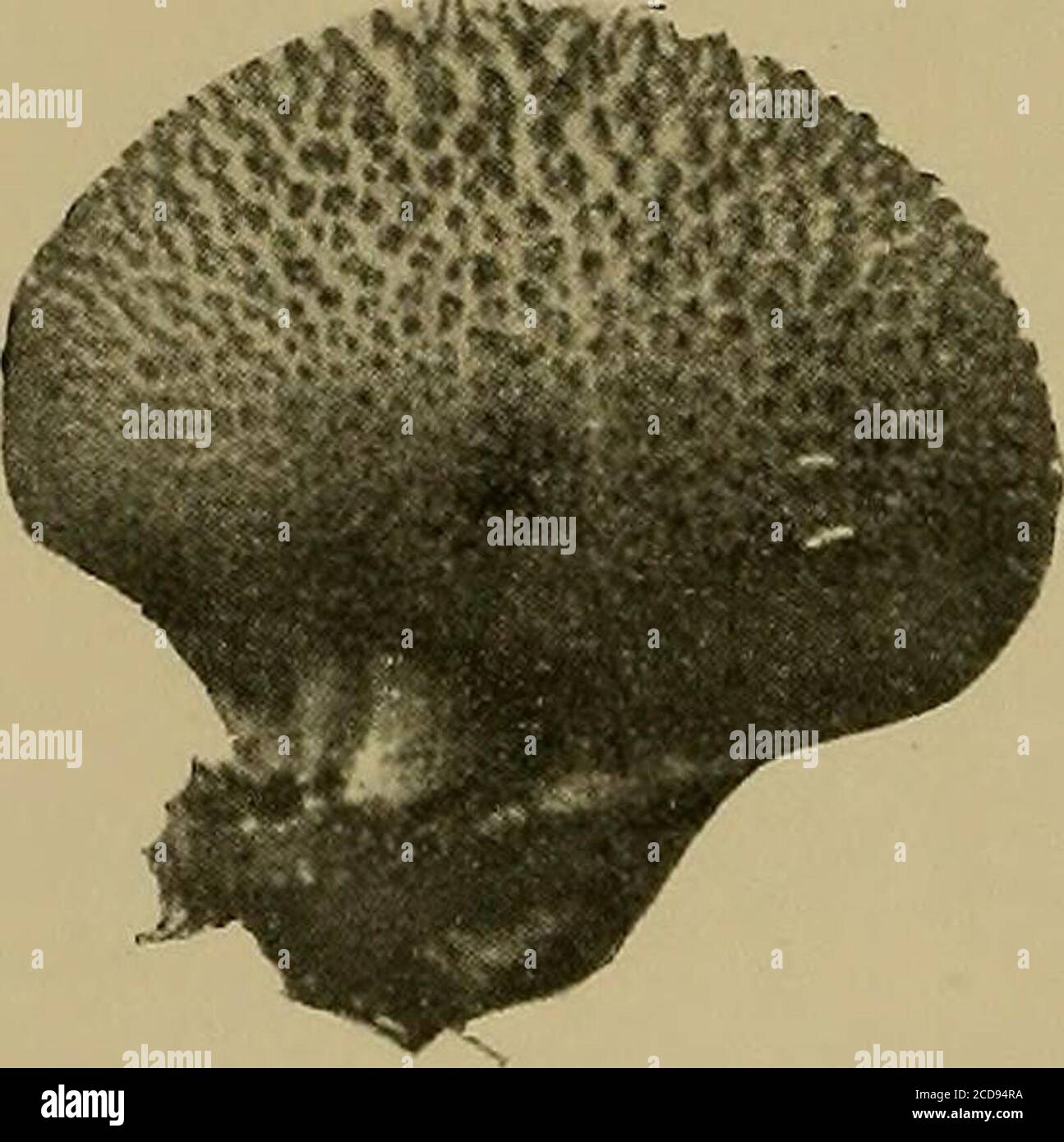Simblum hi-res stock photography and images - Alamy