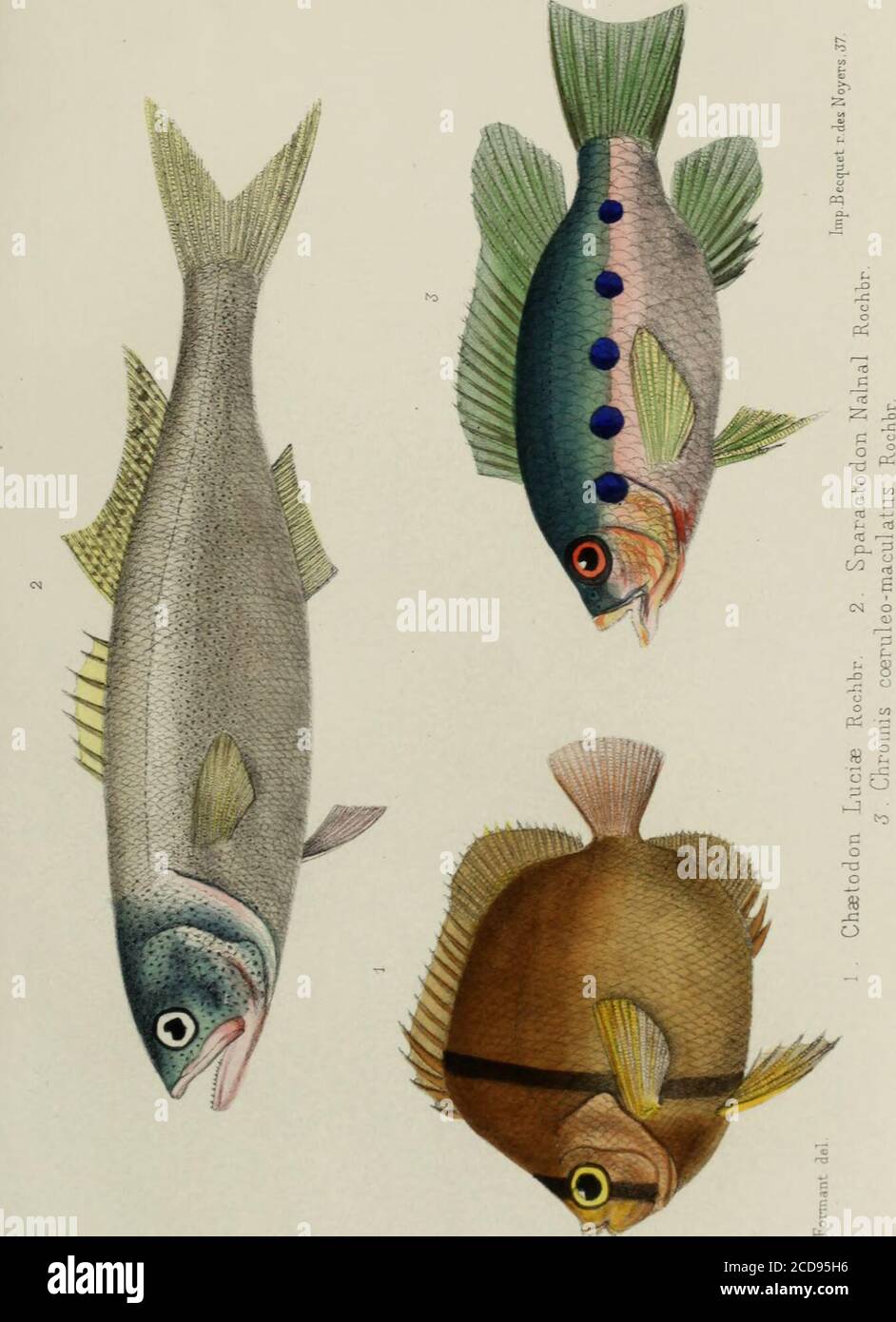 Grand Ecaille High Resolution Stock Photography and Images - Alamy