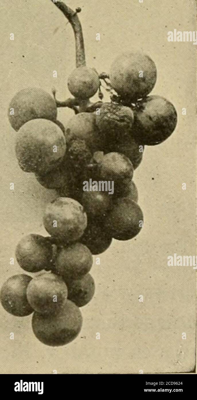 . Insect pests of farm, garden and orchard . Fig. 382.—The work of the ...