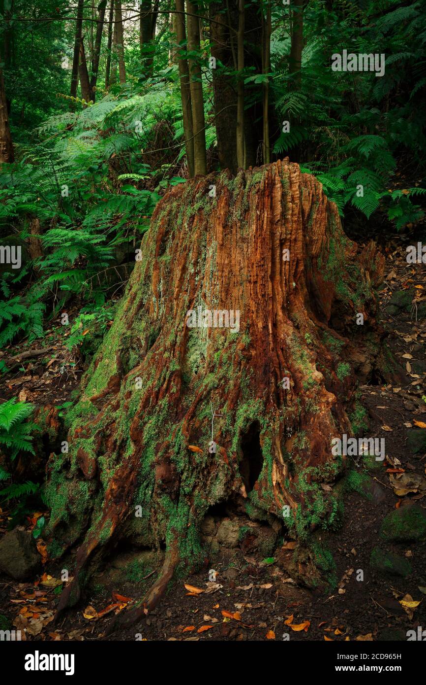 Texture fern fern fern fern hi-res stock photography and images - Alamy