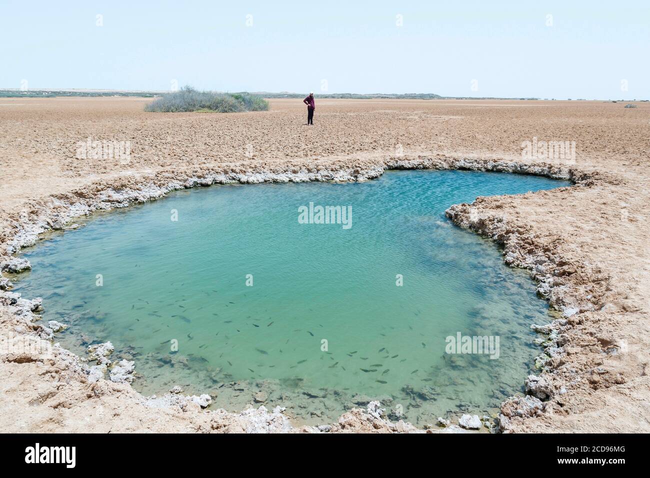 Water hole in desert hi-res stock photography and images - Alamy