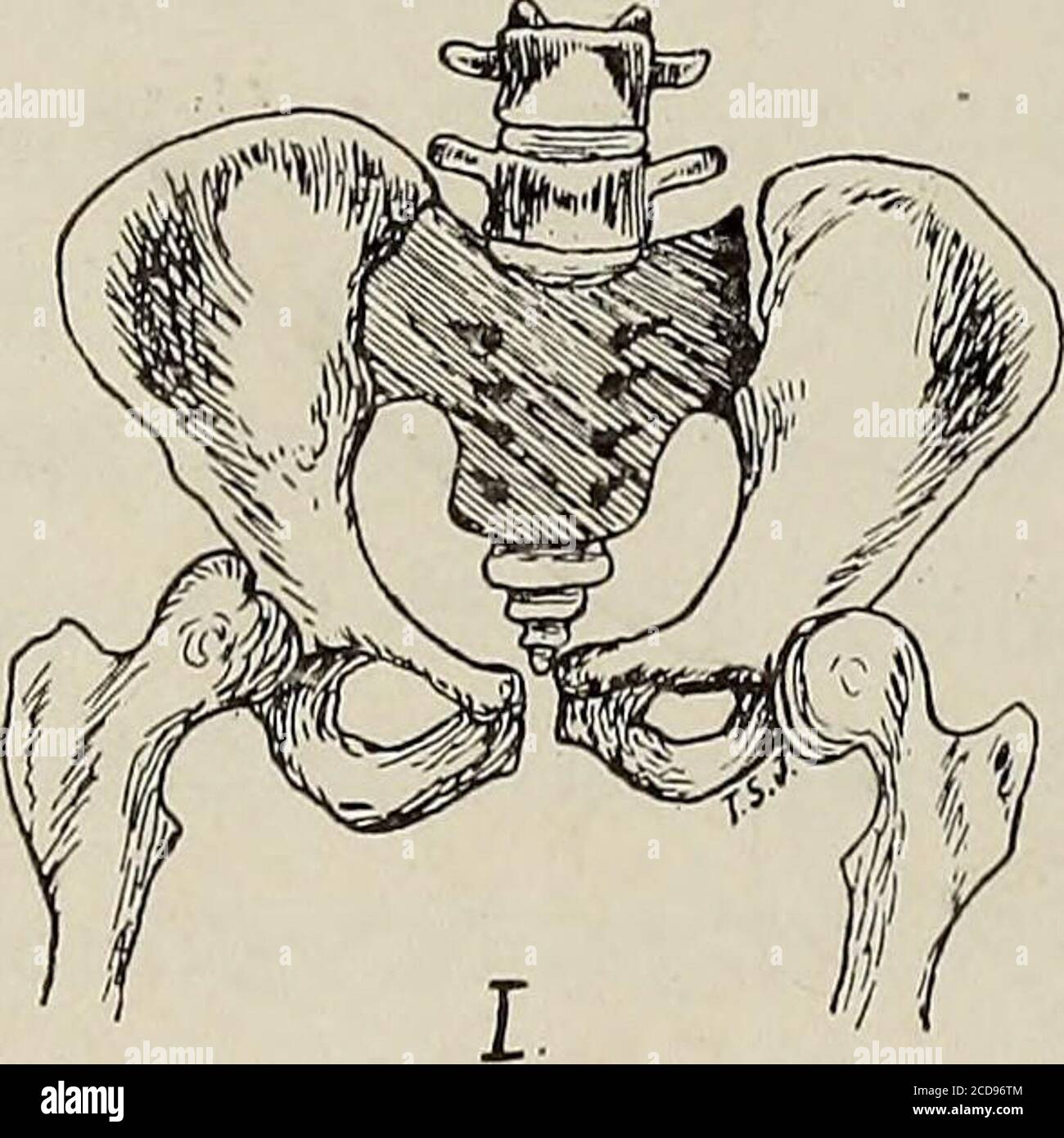 Sacro iliac joint hi-res stock photography and images - Alamy