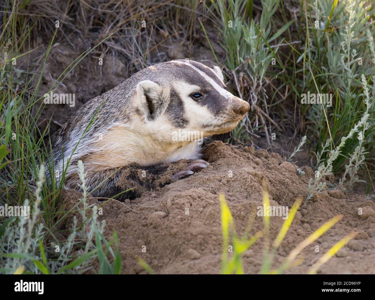 Badger in the wild Stock Photo - Alamy