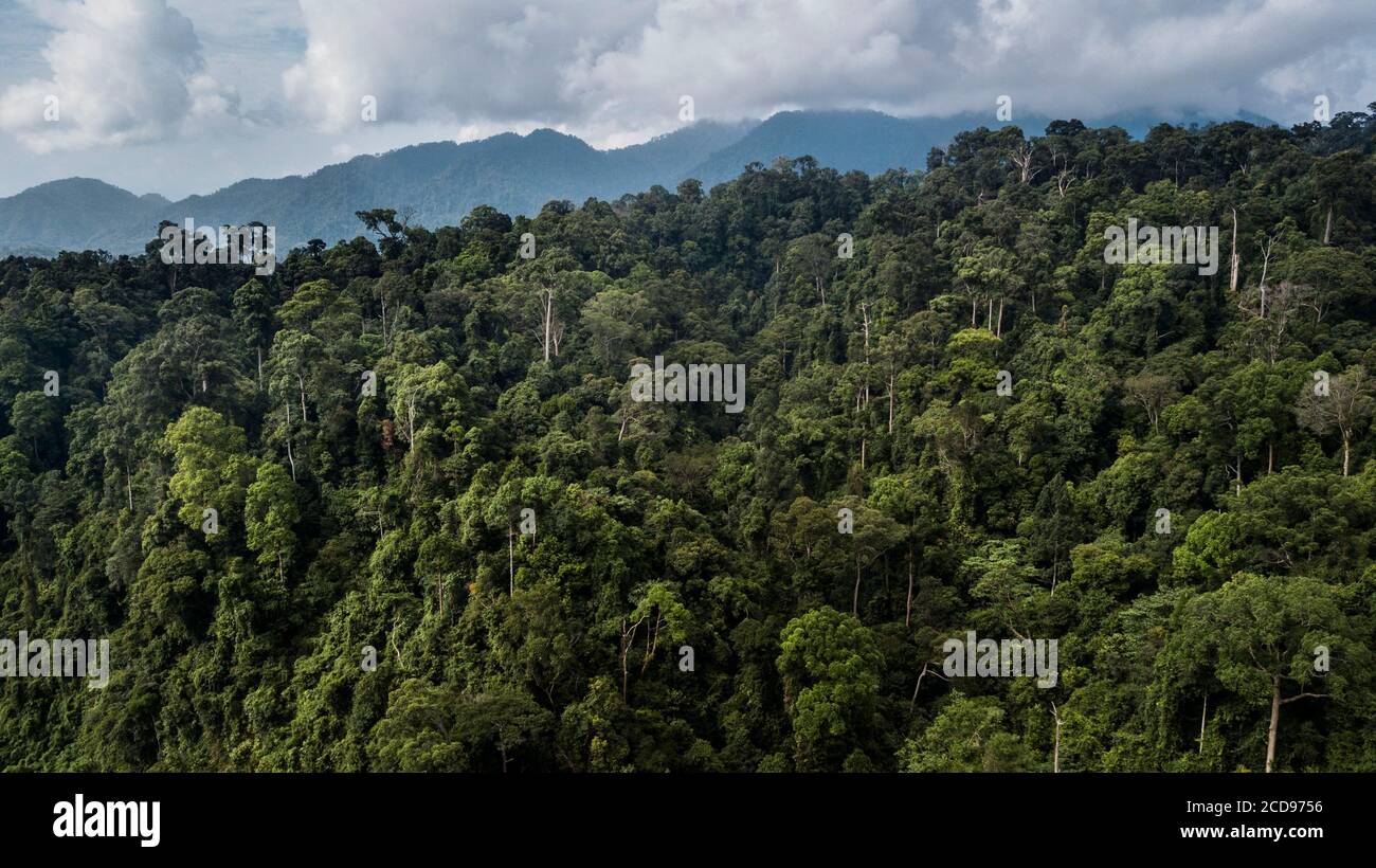 Indonesia people jungle hi-res stock photography and images - Alamy