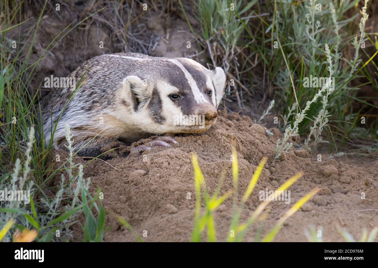 Badger in the wild Stock Photo - Alamy