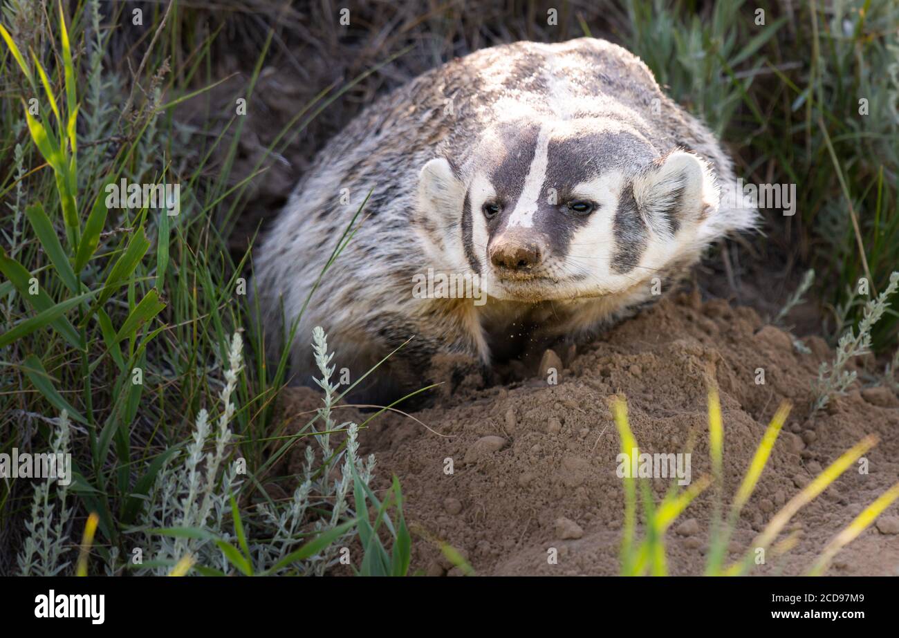 Badger in the wild Stock Photo - Alamy