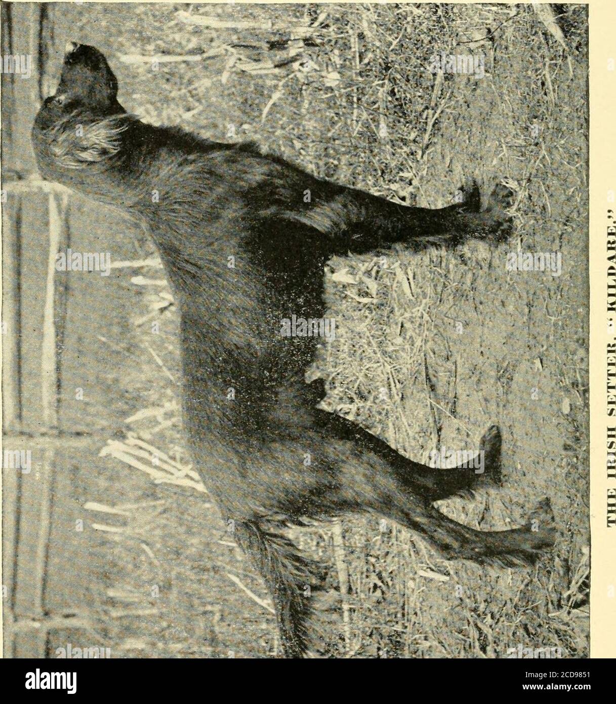 Skin disease in dogs hi-res stock photography and images - Alamy