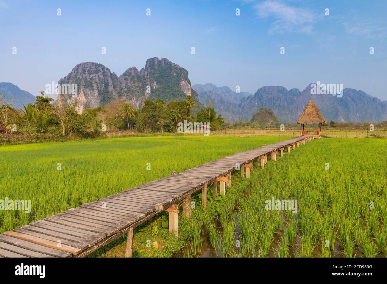 Lao, Vientiane Province, Vang Vieng, rice field, Karstic Mountains in ...