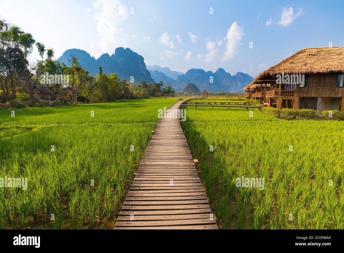 Lao, Vientiane Province, Vang Vieng, rice field, Karstic Mountains in ...